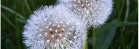 Metoda One Brain :: KINEZIOLOGIE *** Metoda One Brain